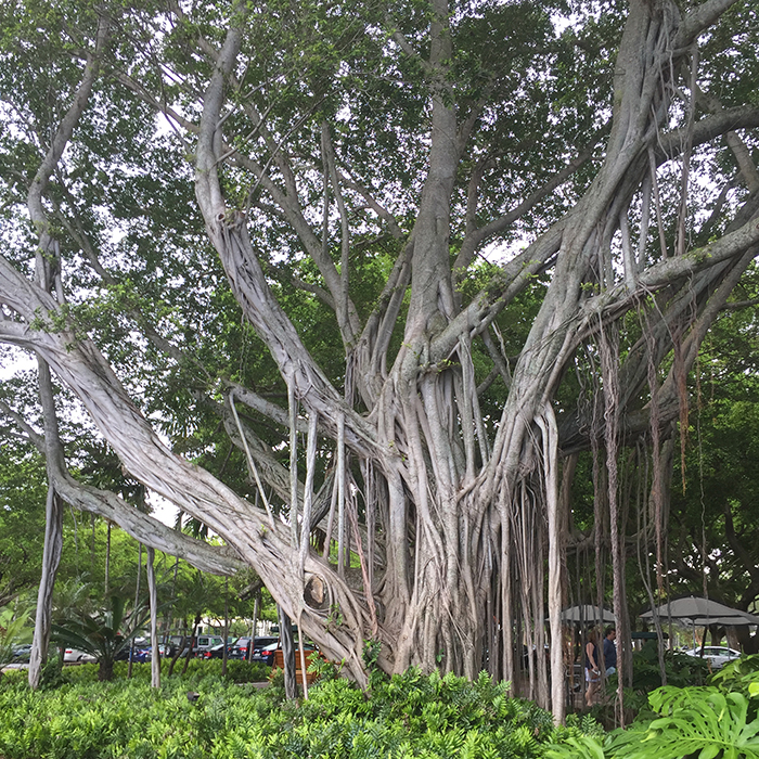 NADAAA BLOGUMSoA has engaged NADAAA to develop a vision for the School ...